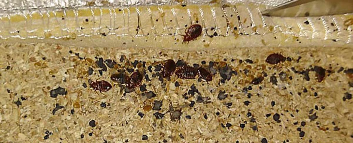 Bedluis herkennen en bestrijden